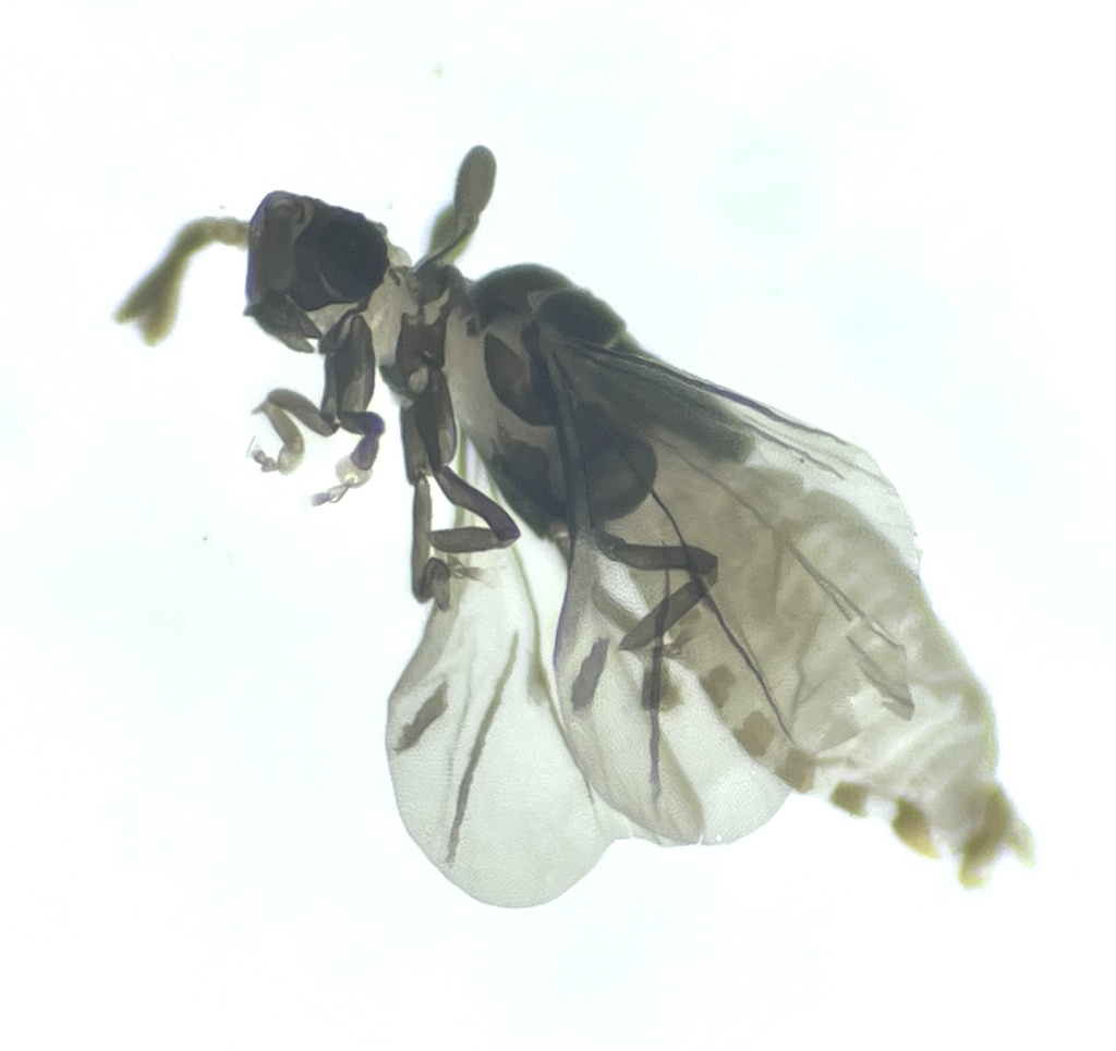 Twisted-wing Insects in July 2022 by Devin Pedraza. From a pan trap. I ...