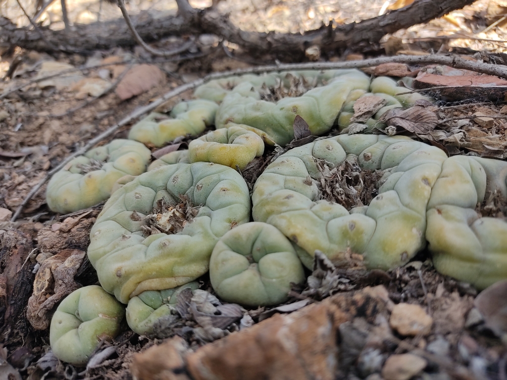 Lophophora diffusa in July 2022 by Daniel Balderrama · iNaturalist