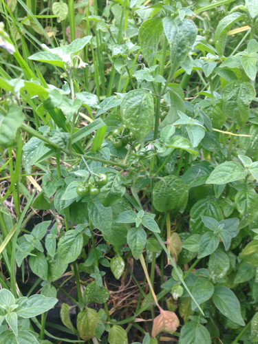Hierba mora (Pohakuloa Training Area) · iNaturalist