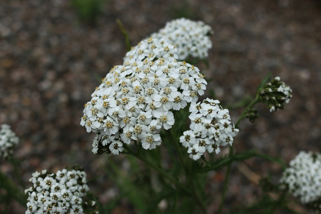 common yarrow from Healy, AK, USA on July 16, 2014 at 06:20 PM by Gregg ...