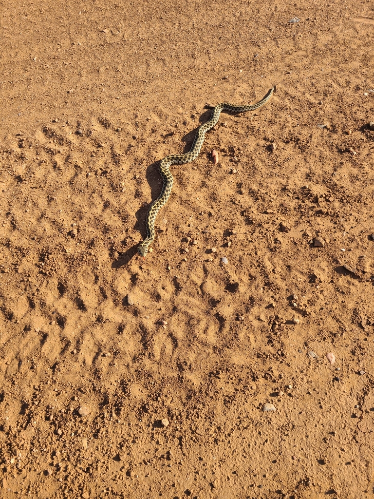 Checkered Garter Snake from Rotan, TX 79546, USA on July 15, 2022 at 08 ...