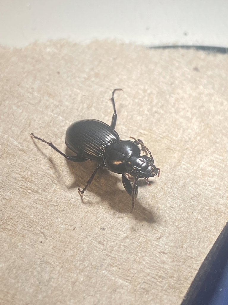 Cyclotrachelus spoliatus from Orange County, NC, USA on June 16, 2022 ...