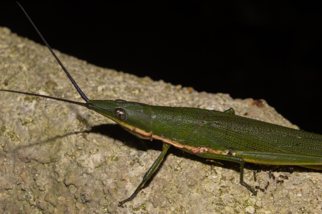 Leguini from San Carlos, Antioquia, Colombia on July 09, 2022 at 01:11 ...