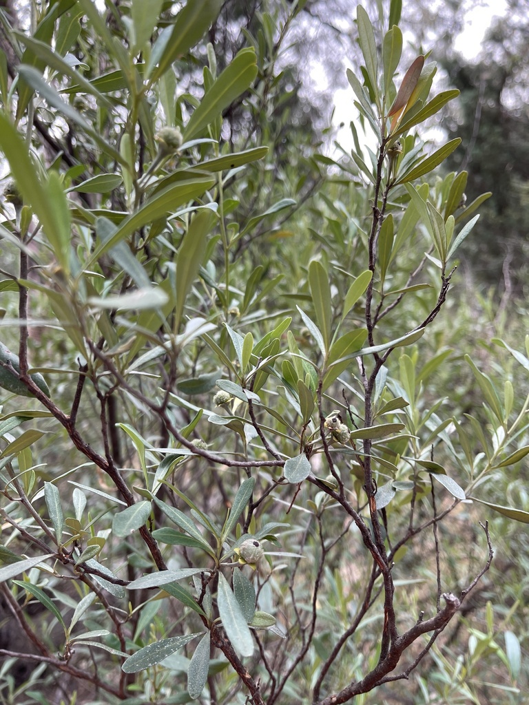 Pinkwood from Silver Spur, QLD, AU on July 21, 2022 at 01:40 PM by ...