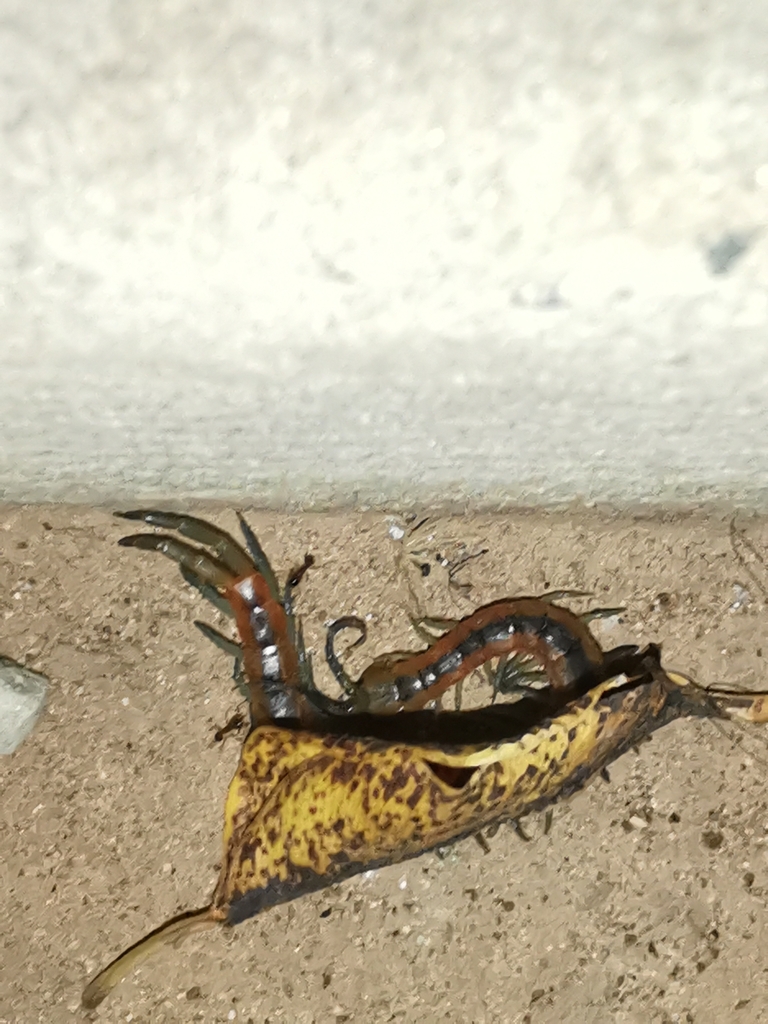 Scolopendra mirabilis from PGC4+V2M, Dakar, Senegal on July 21, 2022 at ...
