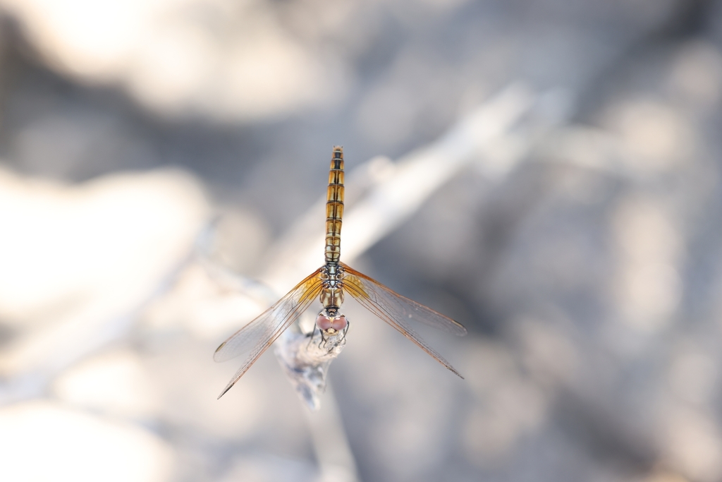 Violet Dropwing from Nuoro, Sardegna, IT on July 21, 2022 at 12:53 PM ...
