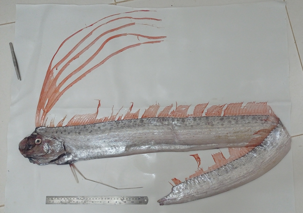 Russell's Oarfish from Cabo Blanco on July 2, 2022 at 07:54 AM by ...