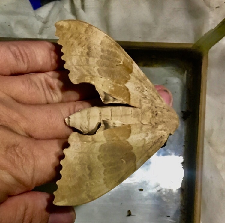 Western Poplar Sphinx from 4634 W Condor Dr, Tucson, AZ, US on July 19 ...