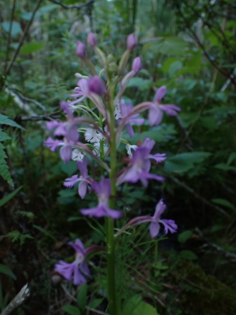 Lesser Purple Fringed Orchid in July 2022 by Matt · iNaturalist