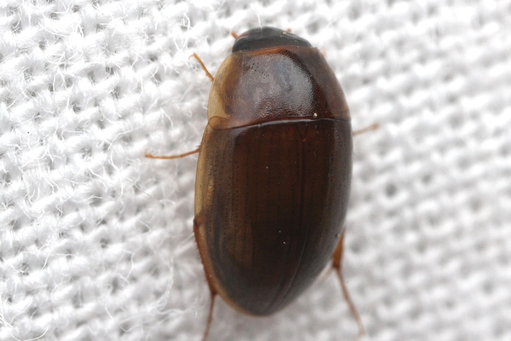 Enochrus from Alekai Dr, Pensacola, FL, US on July 21, 2022 at 09:06 PM ...