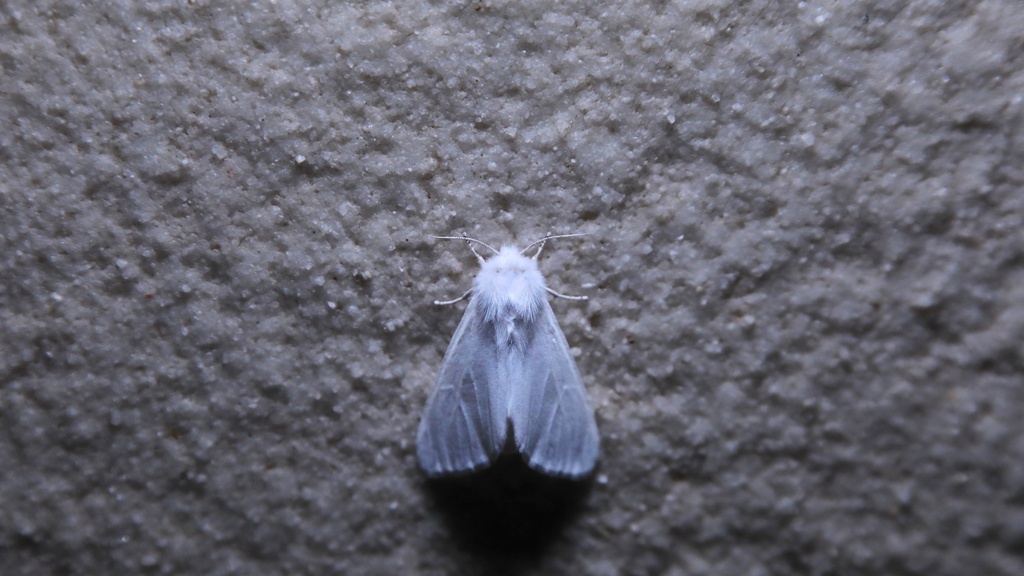 Fall Webworm Moth from 清华大学 on August 07, 2021 at 08:52 PM by 寒月米狼 ...