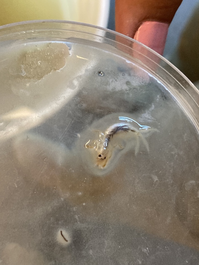 Burrowing Mayflies from Trinity River Audubon Center, Dallas, TX, US on ...