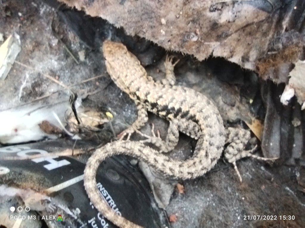 Braided Smooth-throated Lizard from La Serena, Coquimbo, Chile on July ...