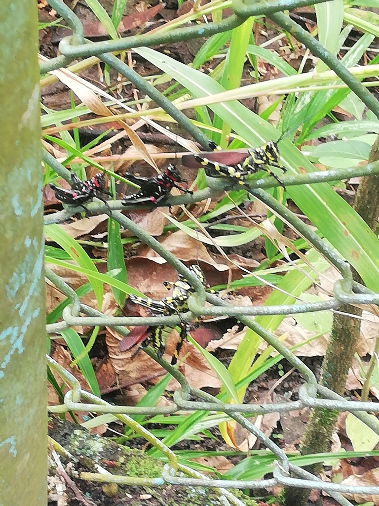 Soldier Grasshopper from Institucion Educativa german arciniegas on ...
