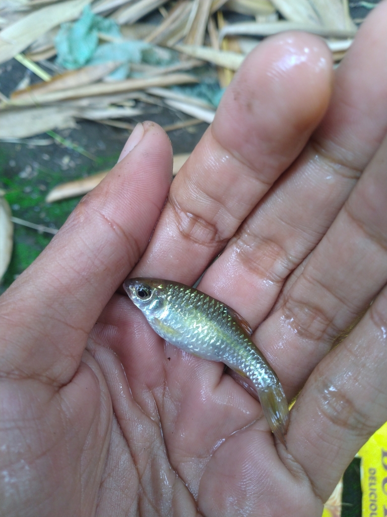 Poropuntius from 79CR+X65, Jaban, Sinduharjo, Kec. Ngaglik, Kabupaten ...