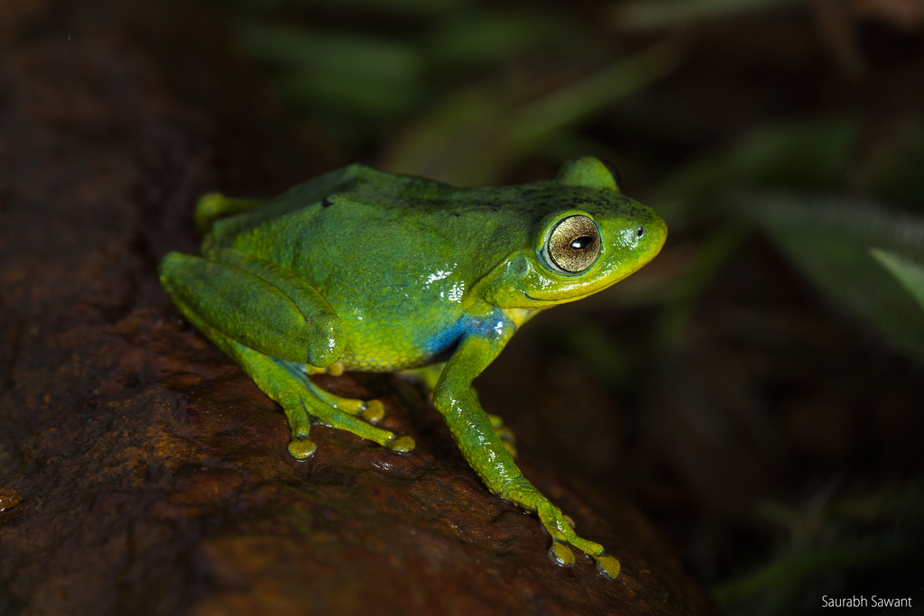 Indigo Bush Frog from Karnataka 574107, India on July 21, 2015 by ...