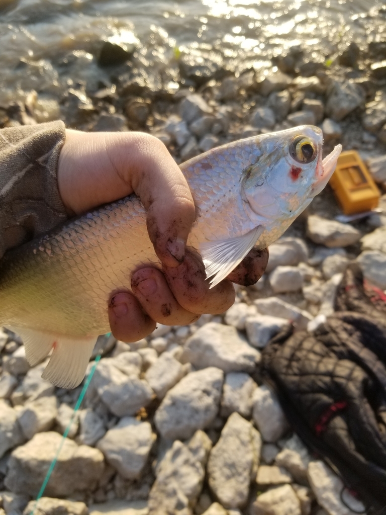 Goldeye from Lockport, MB R1B 1A1, Canada on July 21, 2022 at 08:30 PM ...