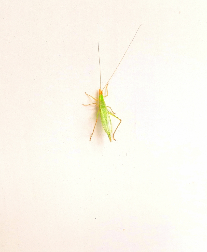 Common Tree Crickets from Jaipur on October 03, 2021 at 11:07 AM by ...