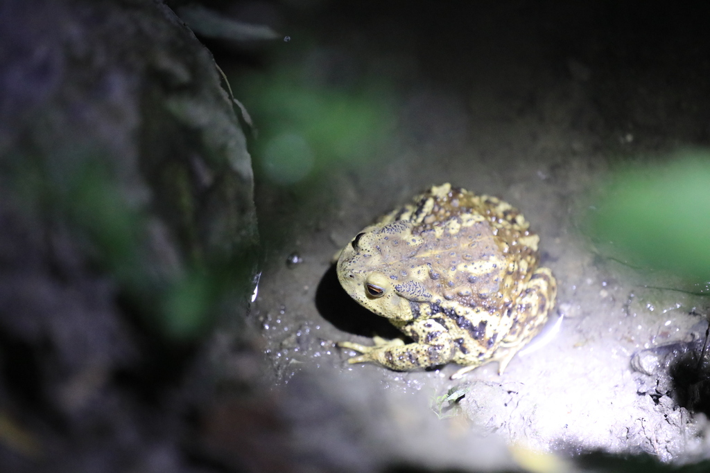 Asiatic Toad from 清华大学近春园 on June 02, 2022 at 09:45 PM by 寒月米狼 ...