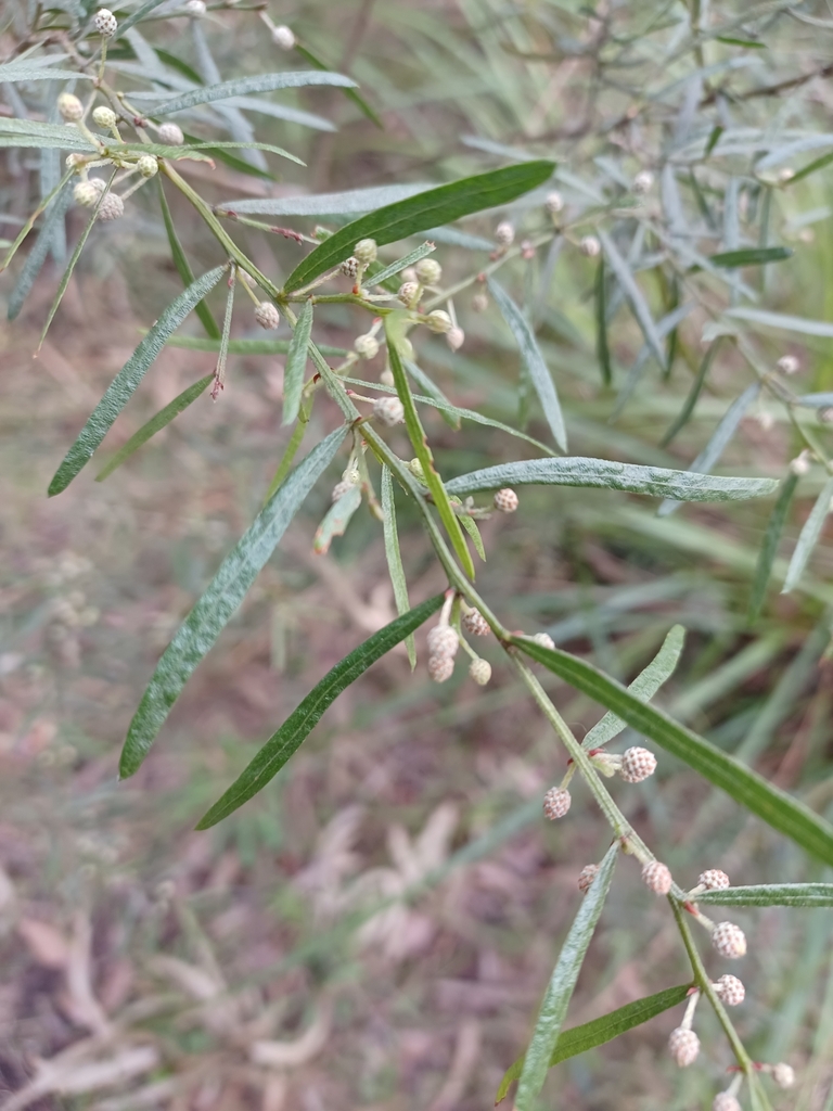 Varnish Wattle from Upwey VIC 3158, Australia on July 22, 2022 at 03:37 ...
