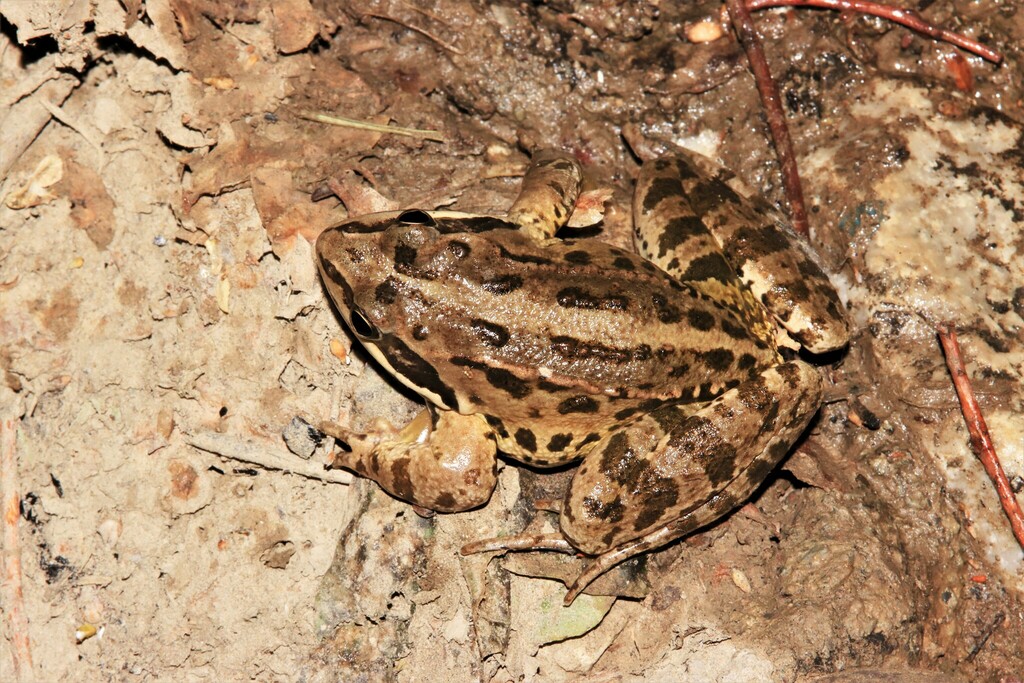Taurus Frog in May 2022 by Christian Langner. first record of ...