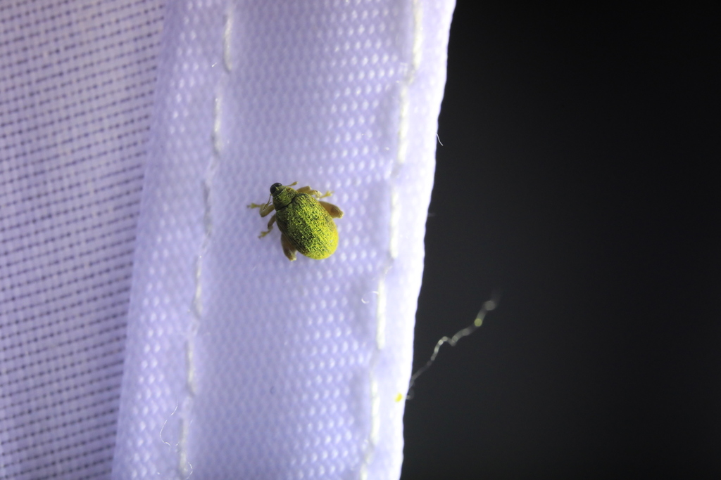 Tachyerges empopulifolis from 清华大学近春园 on June 28, 2022 at 09:40 PM by ...