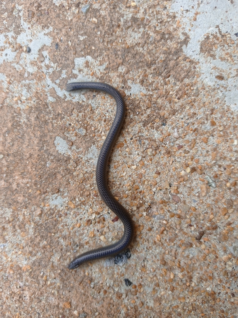 Kerala Shieldtail on July 22, 2022 at 10:38 AM by Bhadresh H H ...