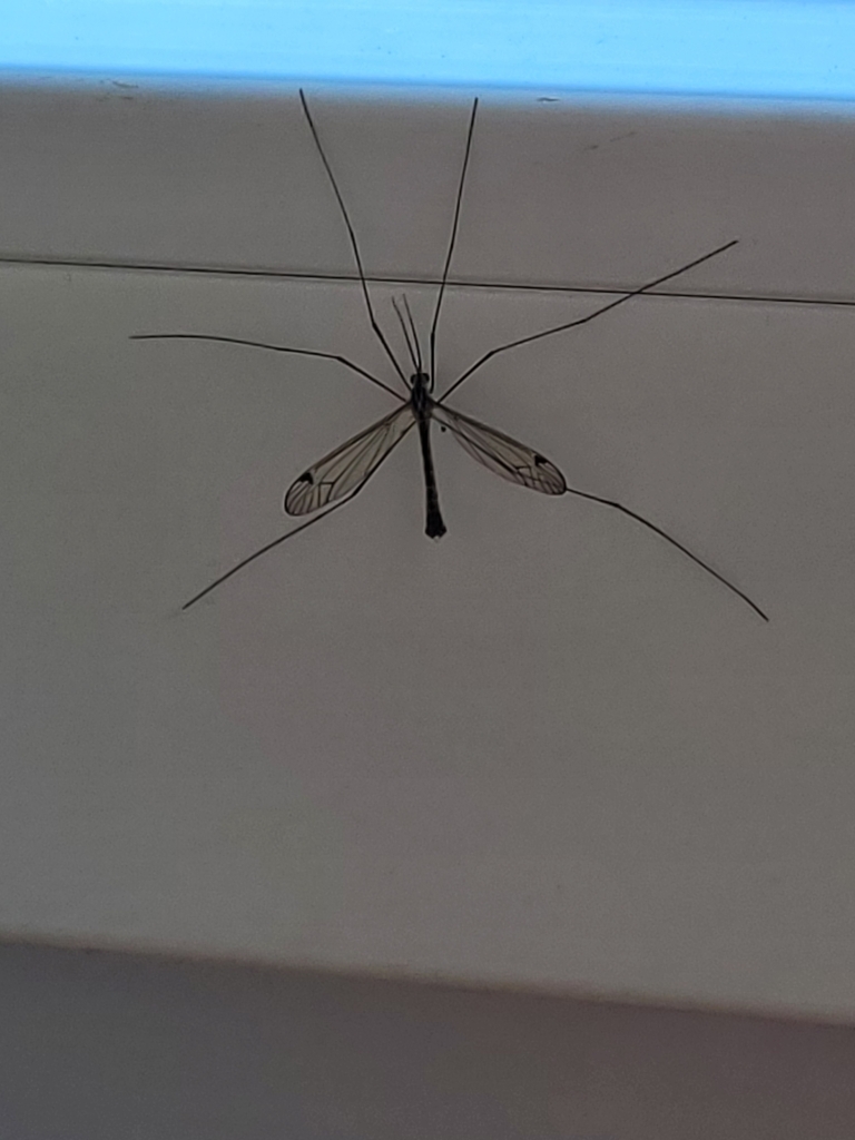 Tiger Crane Flies from Gelvonai, Lietuva on July 22, 2022 at 10:07 AM ...