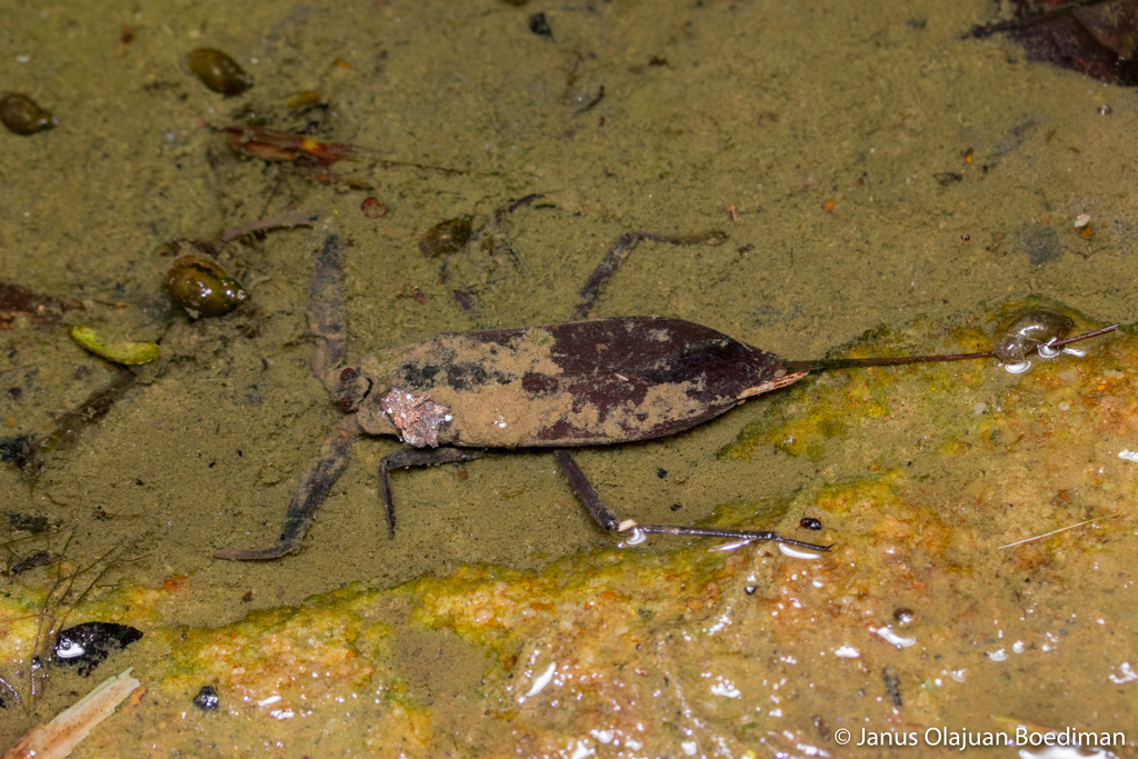 Laccotrephes in April 2021 by Janus Olajuan Boediman · iNaturalist