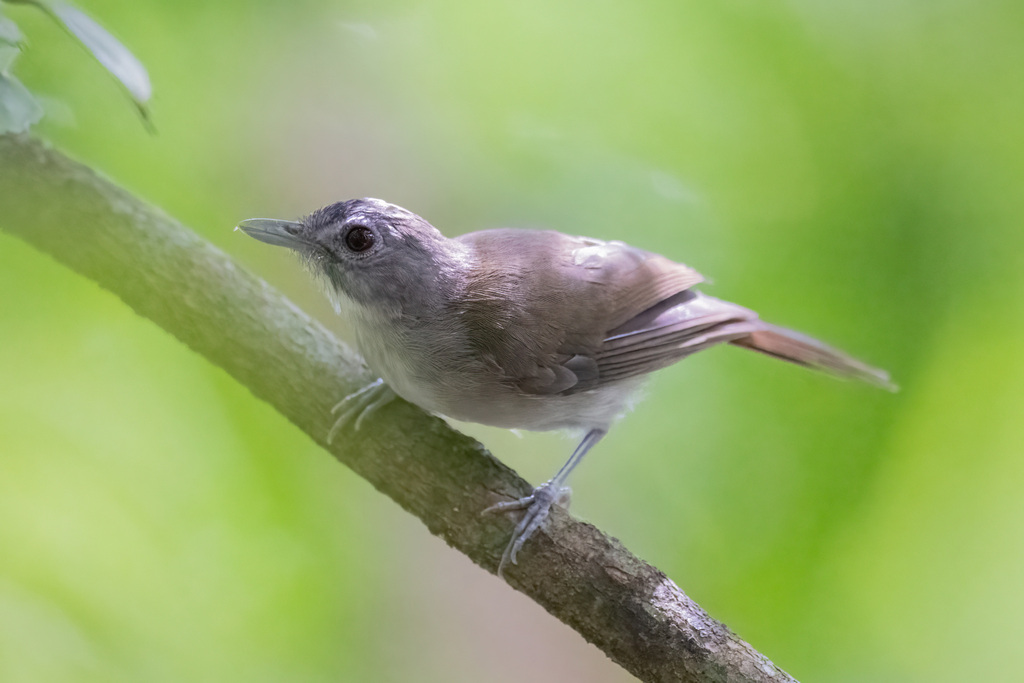 Moustached Babbler (Malacopteron magnirostre) - Avian Discovery
