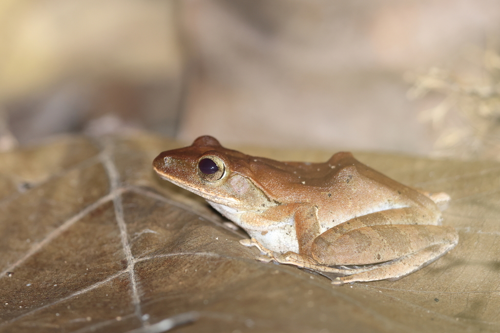Sulawesi Tree Frog from Bitung City, North Sulawesi, Indonesia on July ...