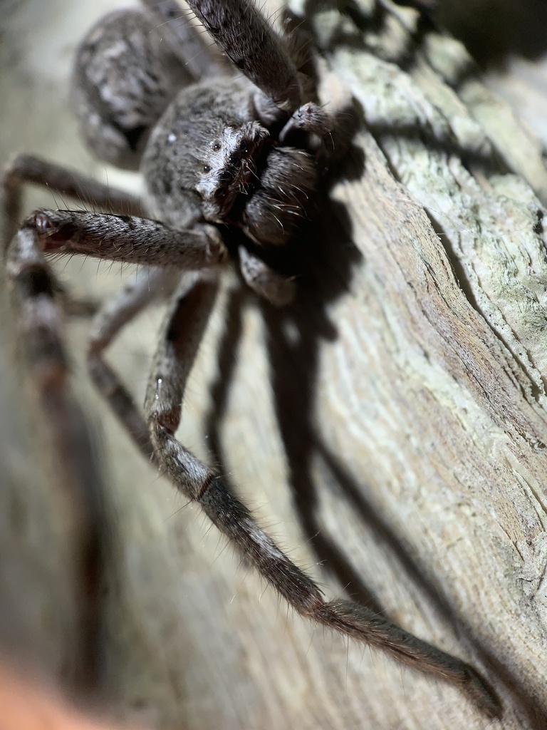 Victorian Huntsman Spider from Glen Huntly Rd, Brighton, VIC, AU on ...