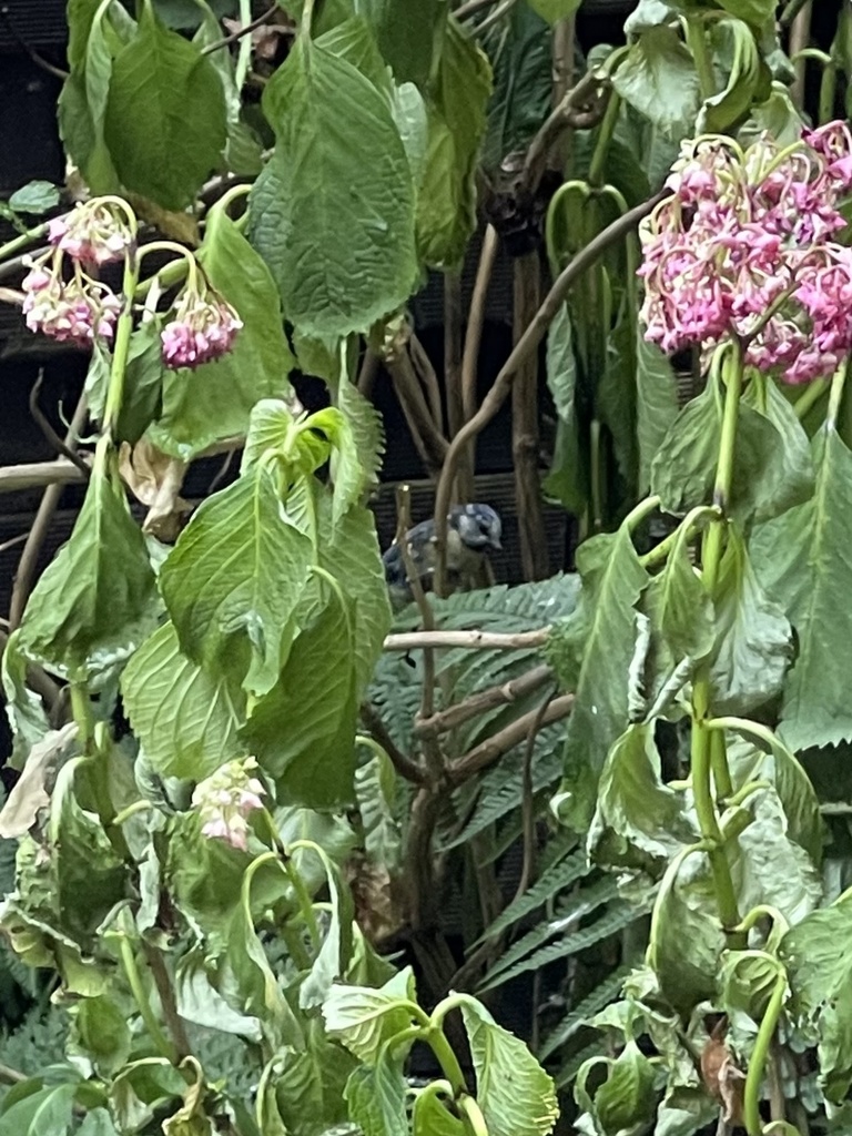 Eurasian Blue Tit from Paradise Wildlife Park, Broxbourne, England, GB ...