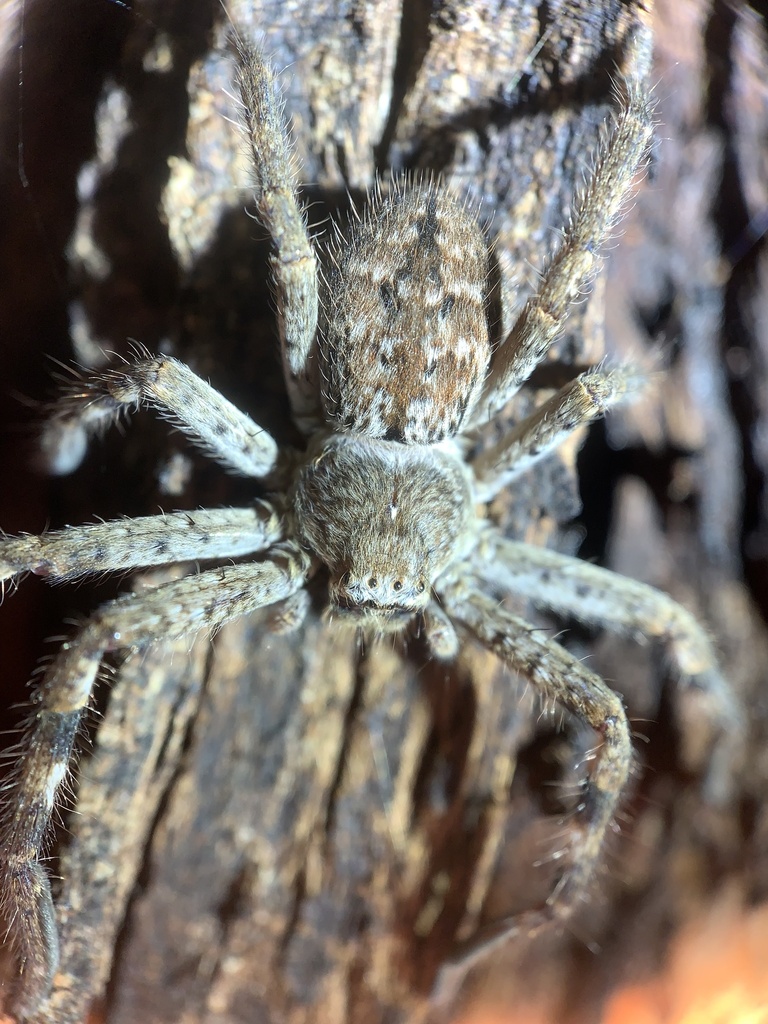 Victorian Huntsman Spider from Glen Huntly Rd, Brighton, VIC, AU on ...