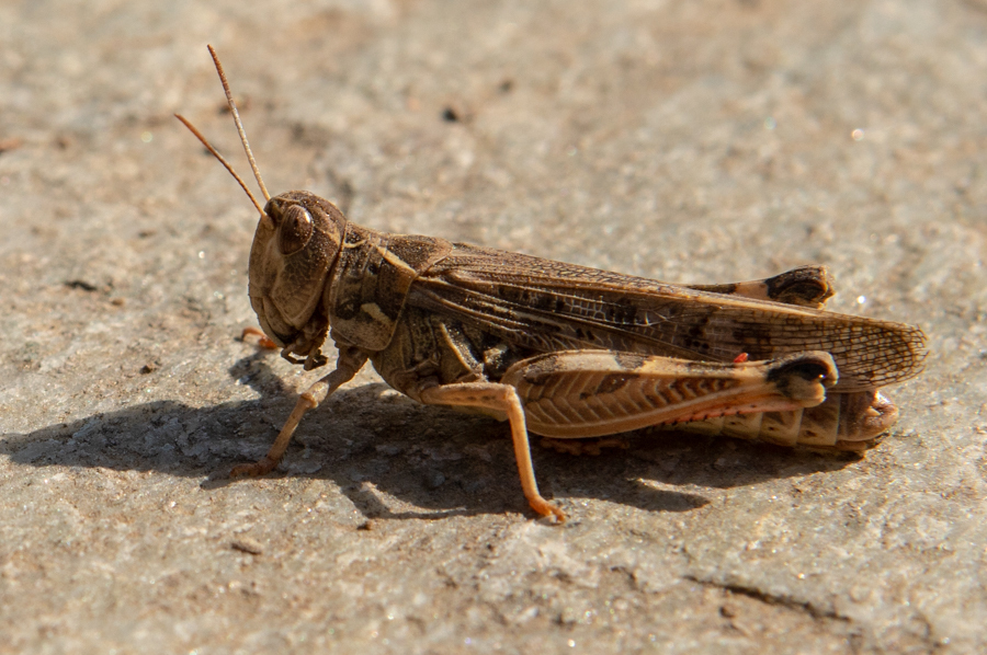 Moroccan Locust from North Aegean Region, Greece on June 18, 2022 at 05 ...