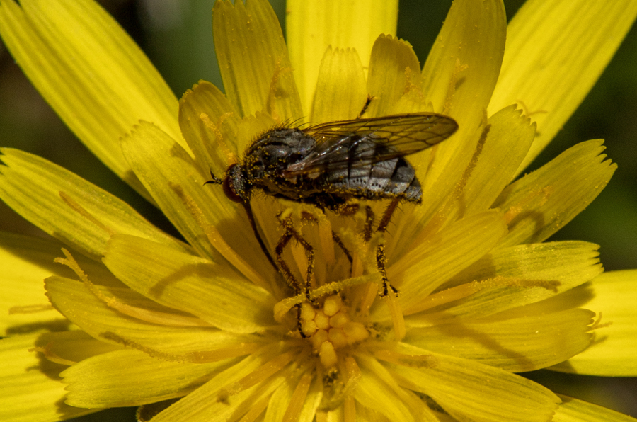 Brachyceran Flies from North Aegean Region, Greece on May 07, 2021 at ...