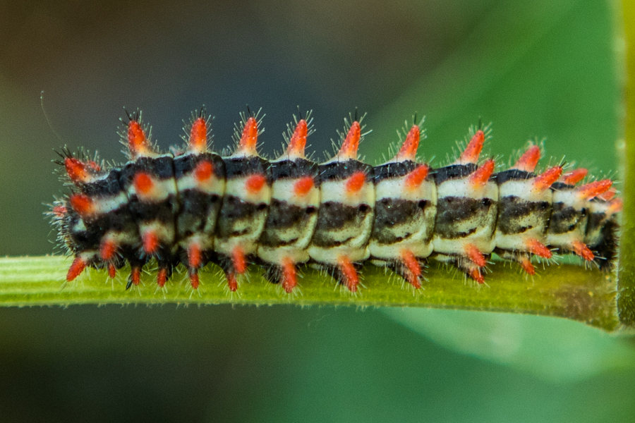 Eastern Festoon from North Aegean, Aegean, Greece on June 12, 2021 at ...