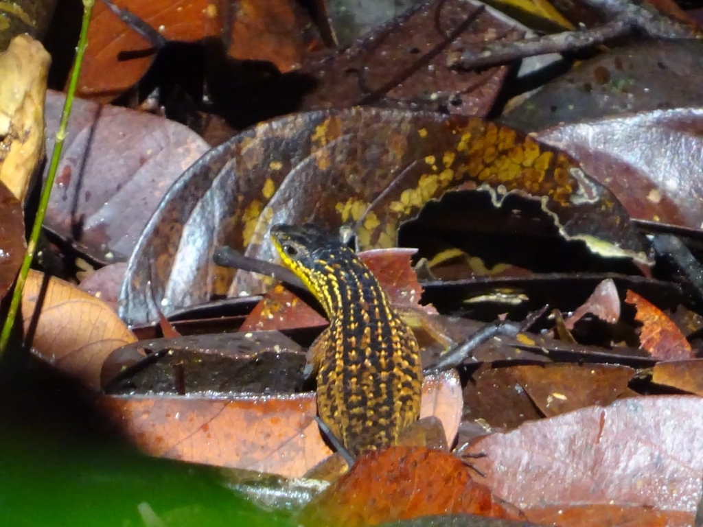 Rough-scaled Sun Skink from Toeanan on July 22, 2022 by Muhammad Ishlah ...