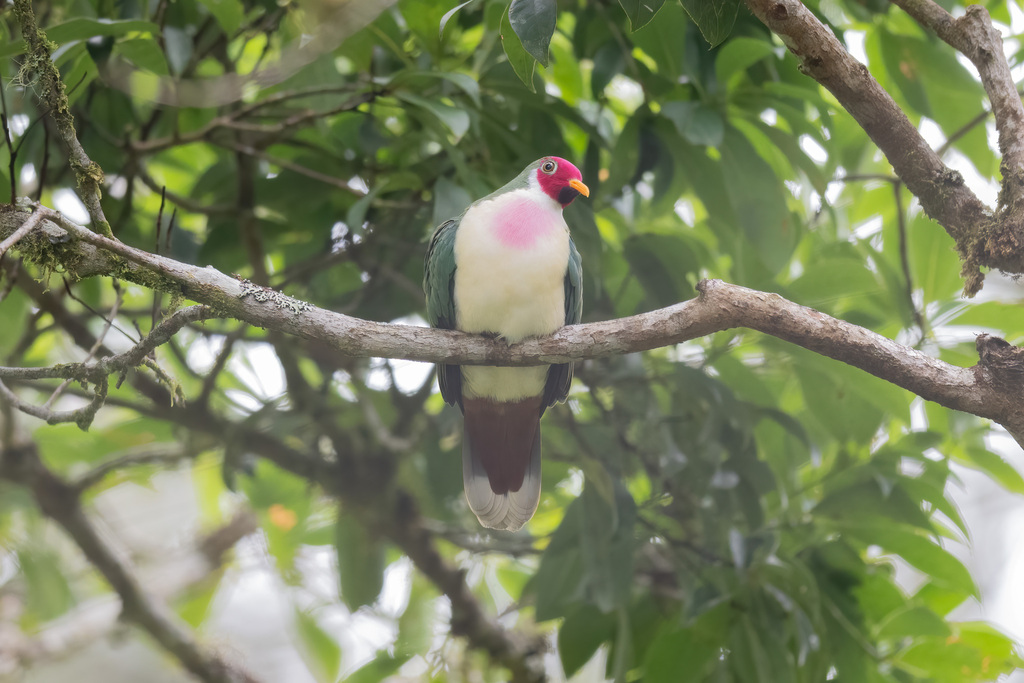 Jambu Fruit-Dove in July 2022 by Mike Hooper · iNaturalist