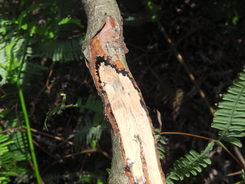Gluta aptera · iNaturalist Guatemala