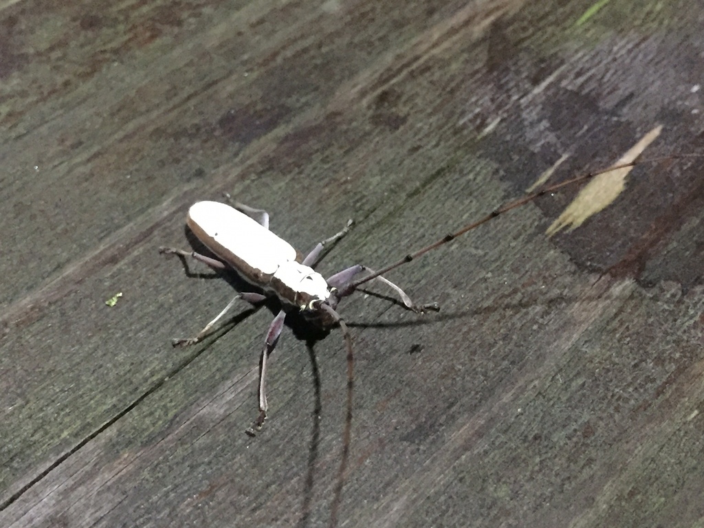 Olenecamptus bilobus from 五峰鄉, TW on July 22, 2022 at 08:32 PM by Anord ...
