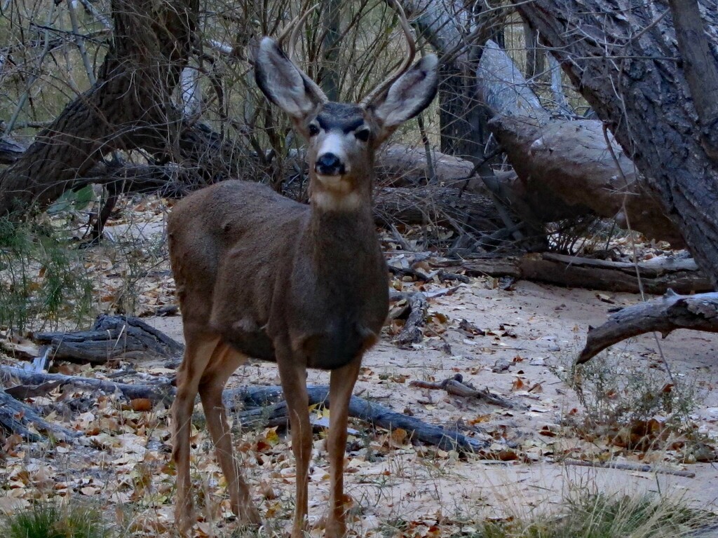 Mule Deer from Utah, USA on November 17, 2014 at 06:46 PM by Jerilyn ...