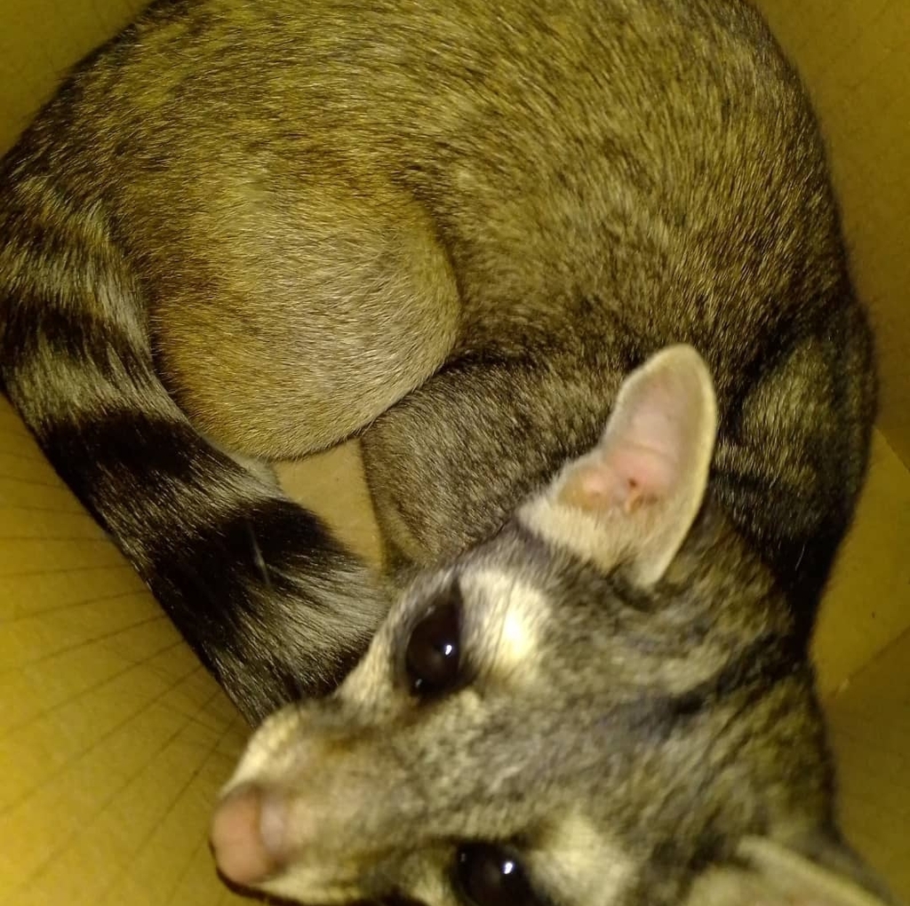 Ringtail from Bordo de la Joya, 38940 Yuriria, Gto., México on July 22 ...