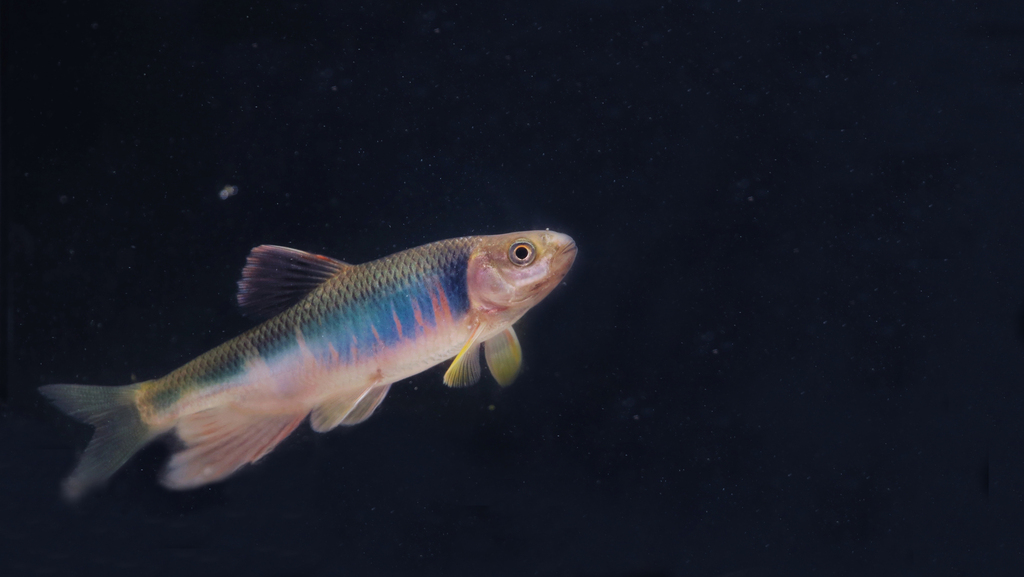 Zacco sinensis from 清华大学 on August 7, 2021 at 10:00 PM by 寒月米狼 ...