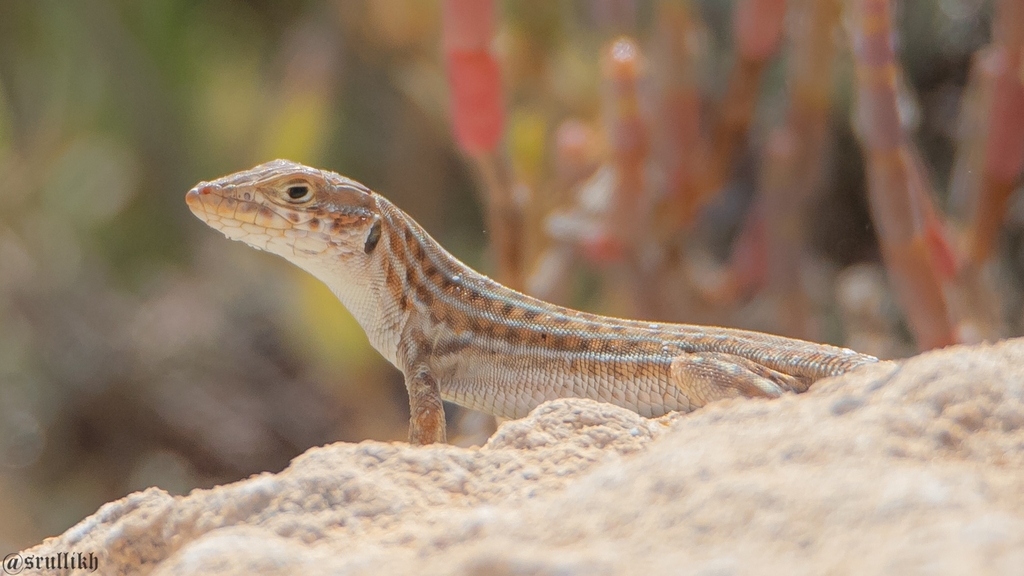 Bosc’s Fringe-toed lizard from Akhziv Beach, Israel on July 22, 2022 at ...