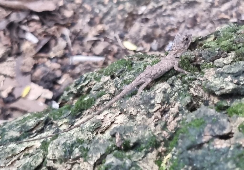 Vietnamese Blue Crested Lizard from 베트남 Ho Chi Minh City, 1군 Bến Thành ...