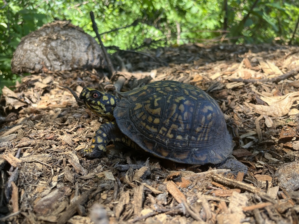 Eastern Box Turtle in June 2022 by Jake Burr · iNaturalist