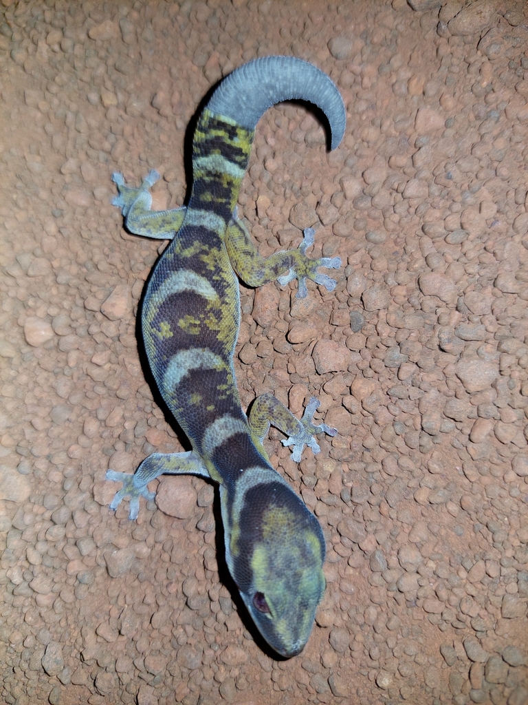 Northern Velvet Gecko from Mission River QLD 4874, Australia on July 22 ...