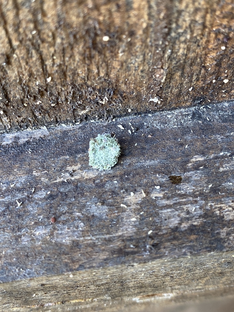 Lichen-carrying Green Lacewing from Moore Blvd, Clayton, NJ, US on July ...