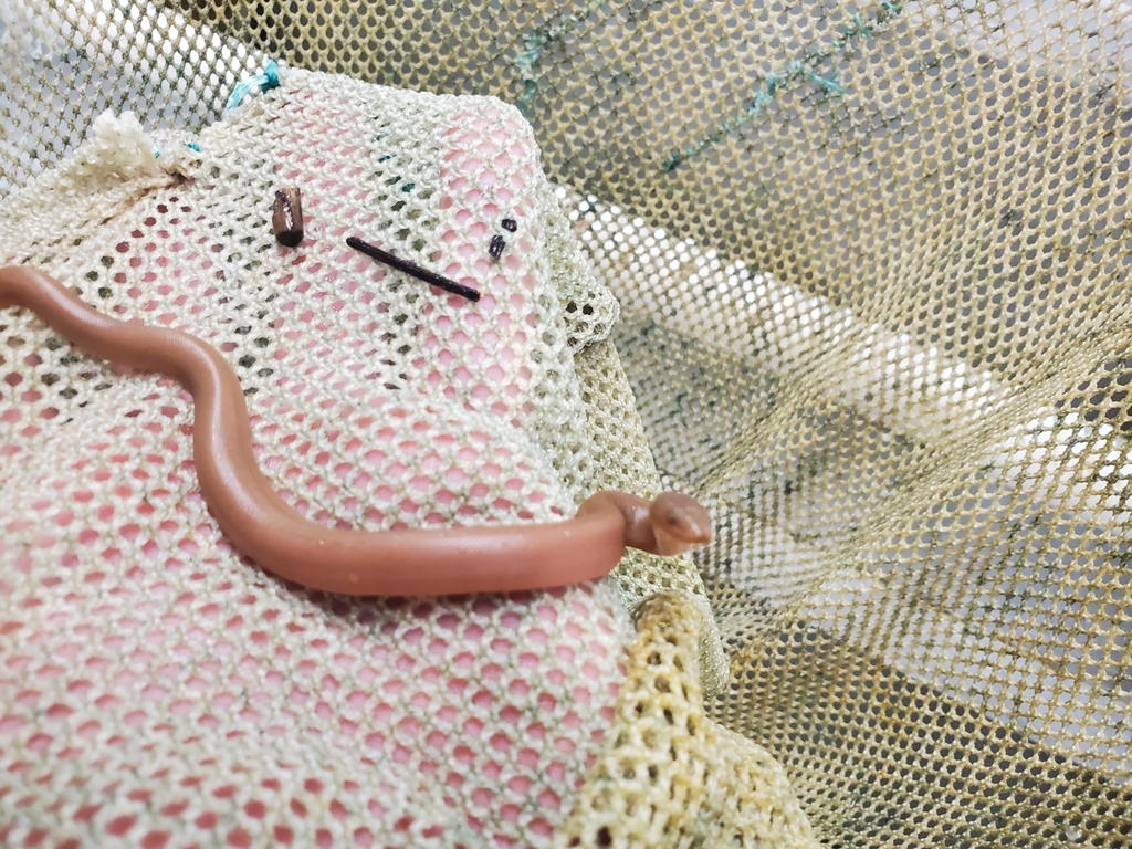 Northern Rubber Boa from Randle, WA 98377, USA on July 22, 2022 at 08: ...